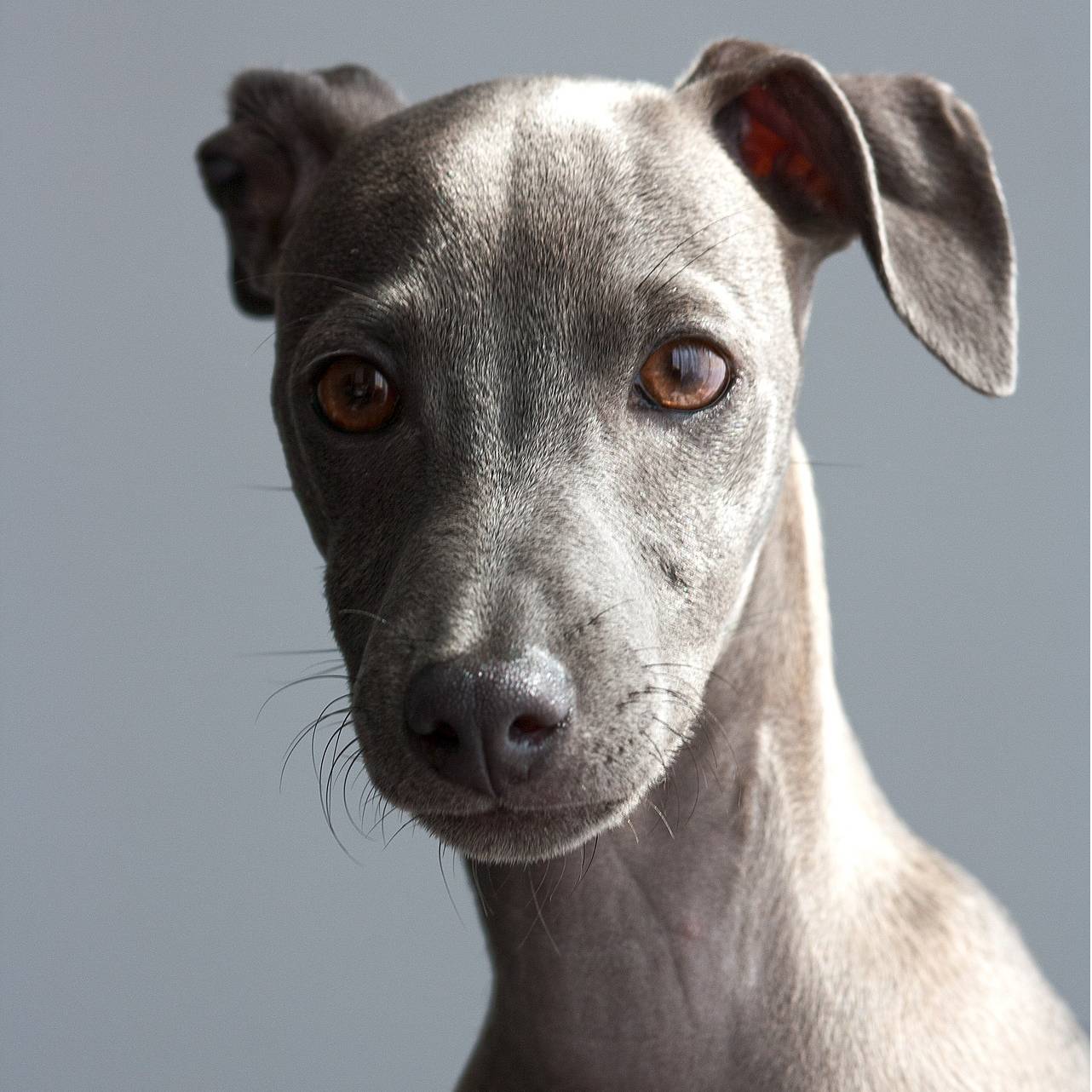 Kutta.com – India's Best Portal dedicated to Dogs!